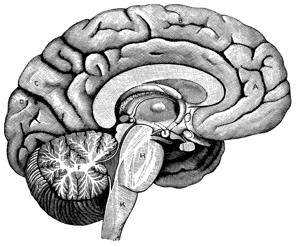 Unlabeled Brain Diagram Cliparts co