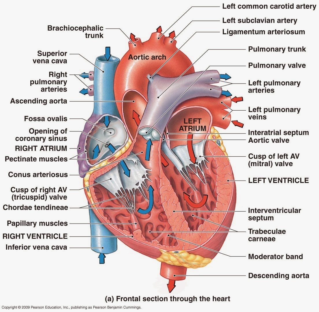 Heart Diagram Cliparts co