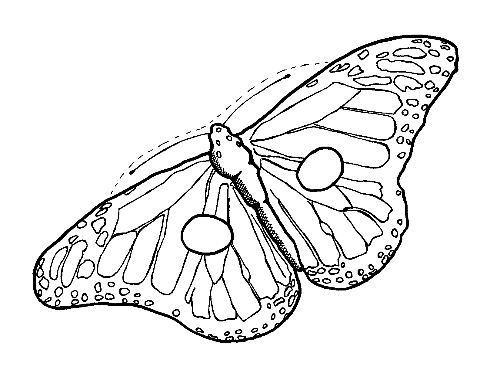 Monarch Butterfly Outline Cliparts co