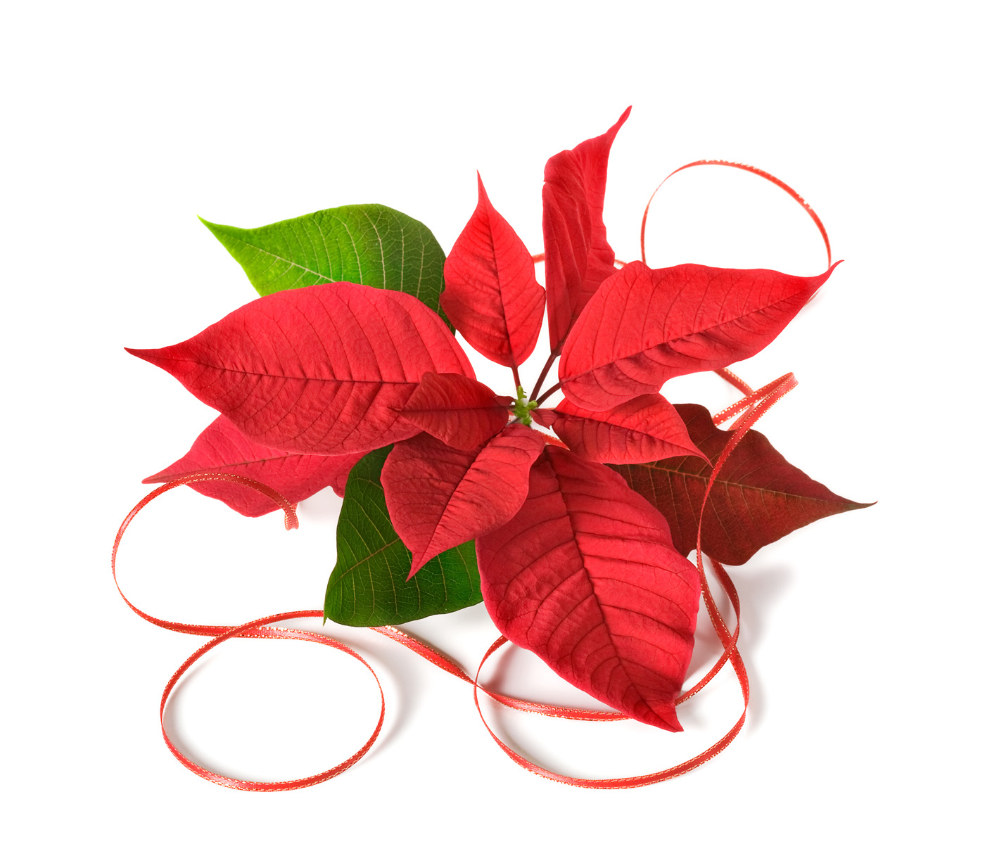 Christmas Decorations 30665 Christmas Festival Cliparts co christmas-decorations-30665-christmas-festival-cliparts-co