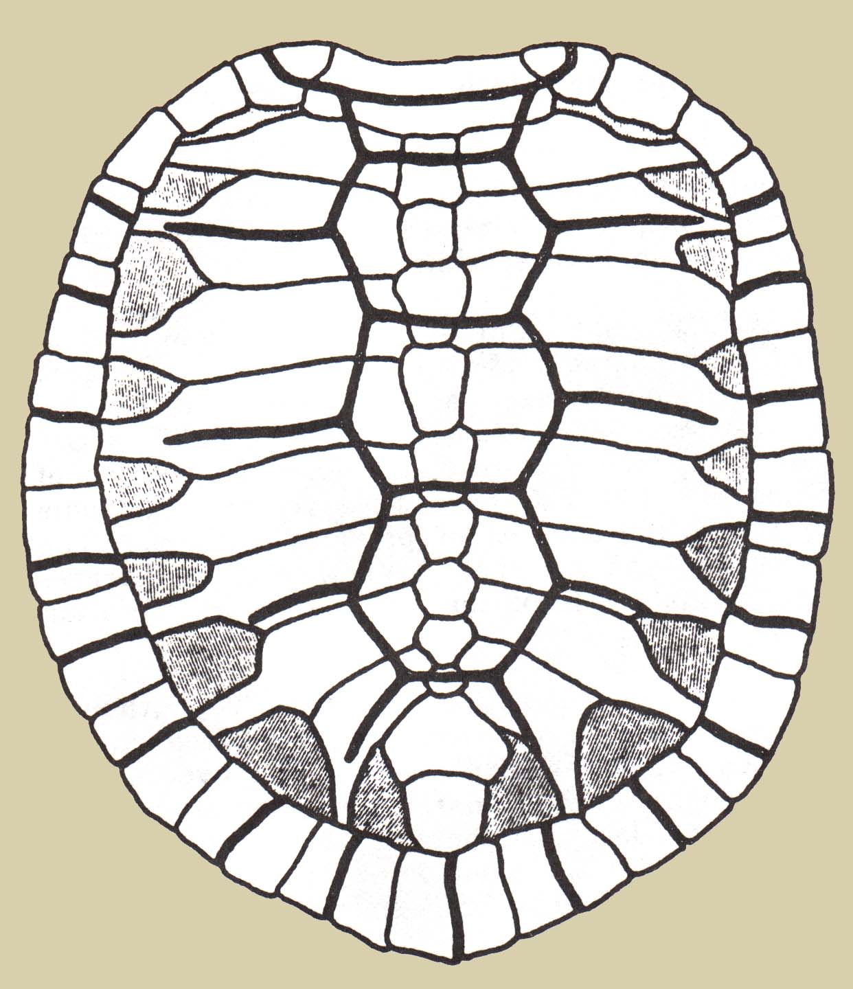 Turtle Shell Pattern Cliparts co