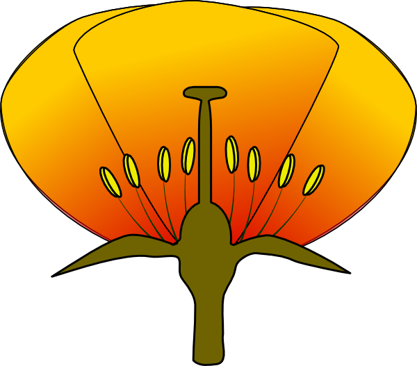 Unlabeled Flower Diagram Cliparts co Unlabeled Flower Diagram Cliparts co