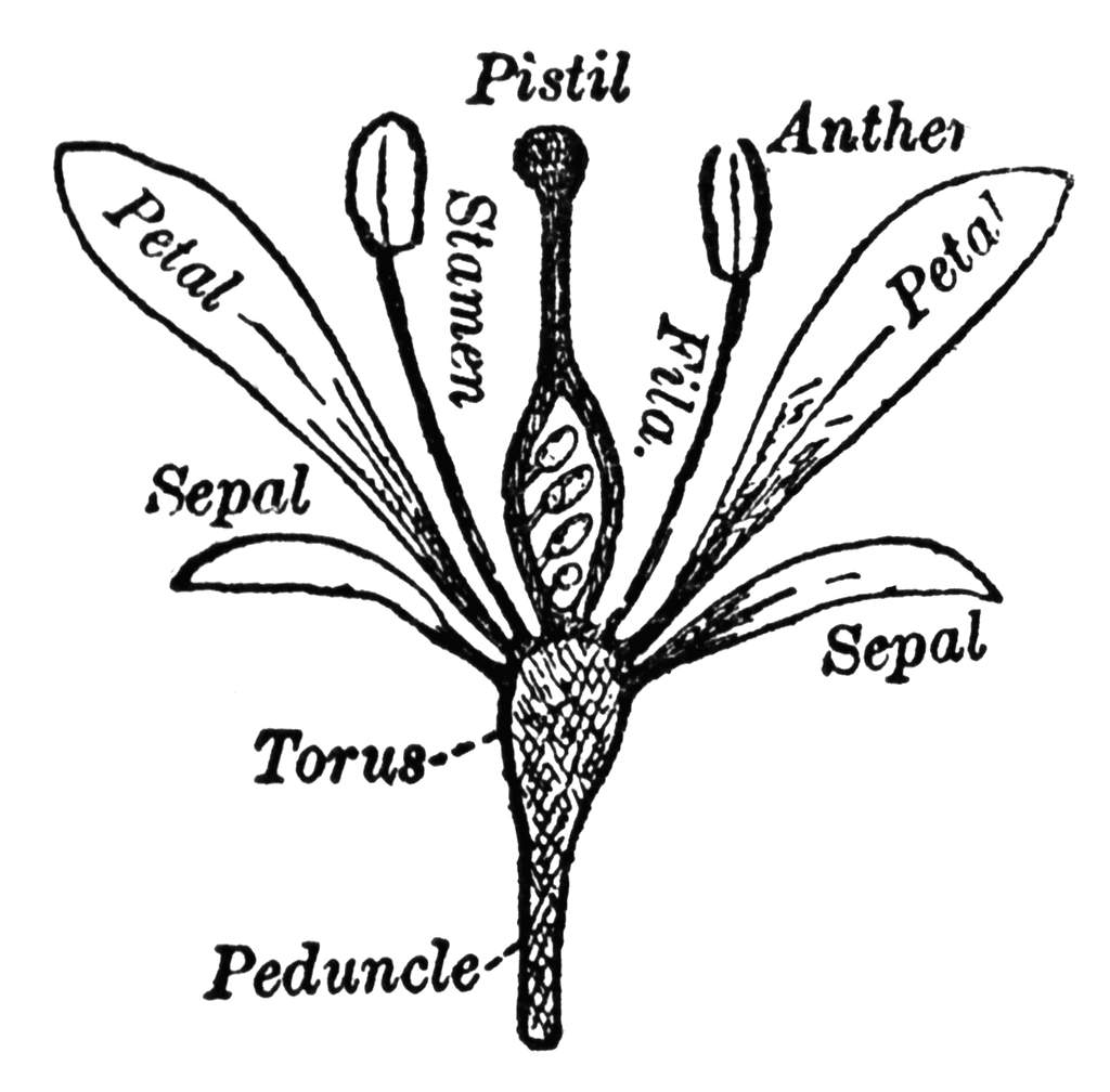 Unlabeled Flower Diagram Cliparts co Unlabeled Flower Diagram Cliparts co