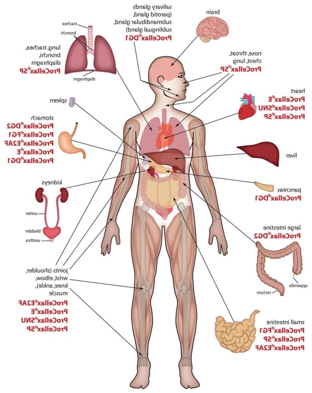 Human Body Parts Cliparts co