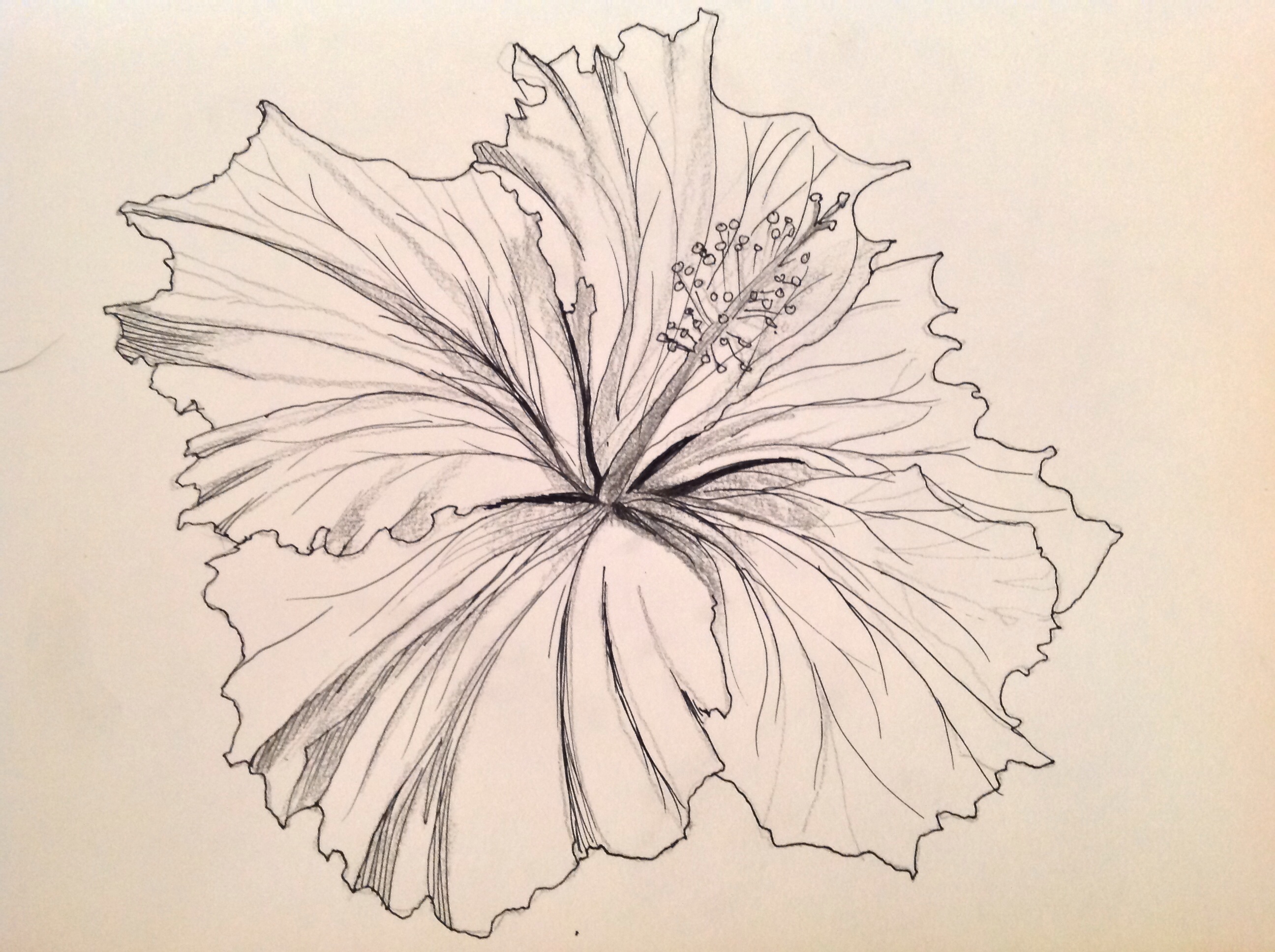 Hibiscus Flower Sketch Drawing Hibiscus Flower Pencil Drawing Image 