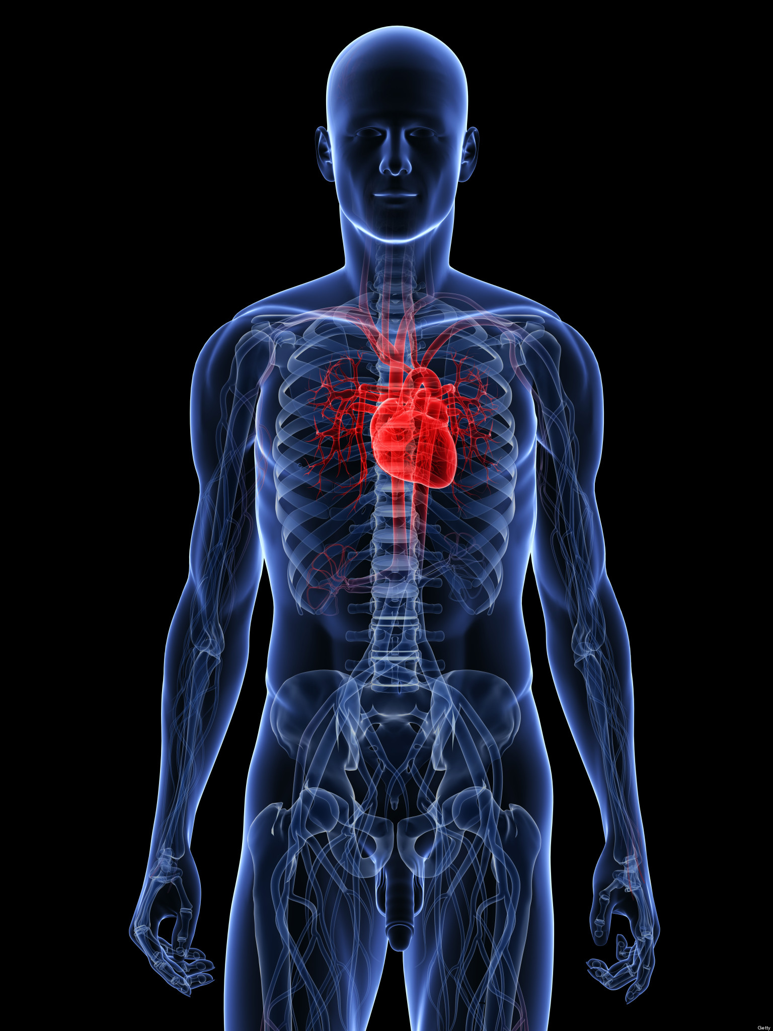 Heart Human Cliparts co Heart Human Cliparts co