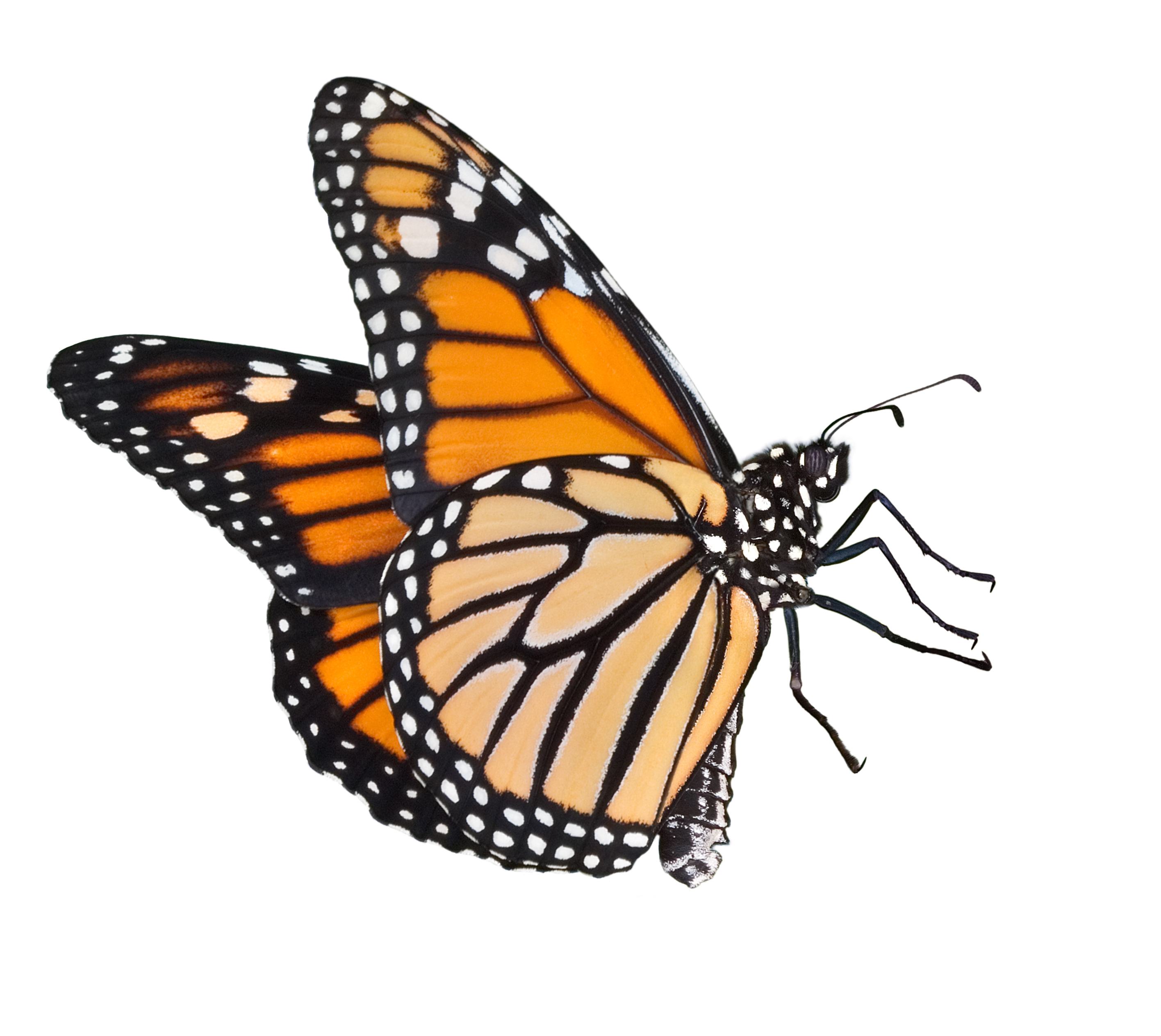 Monarch Butterfly Outline Cliparts co