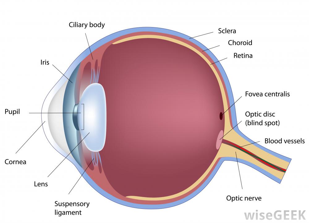 Blank Human Eye Diagram Images Pictures Becuo Cliparts co