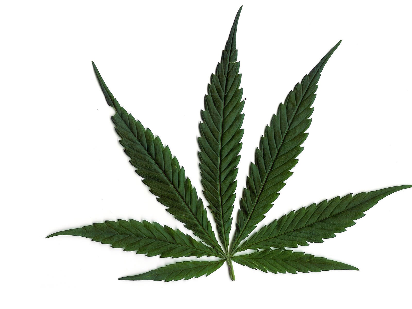 Dibujo De Marihuana - Cliparts.co Dibujo De Marihuana - Cliparts.co