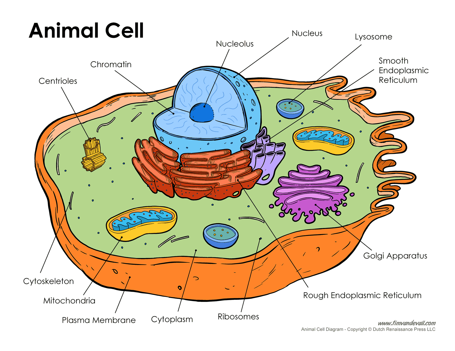 Unlabeled Animal Cell Cliparts co Unlabeled Animal Cell Cliparts co