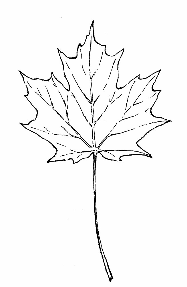 Maple Leaf Outline Cliparts co