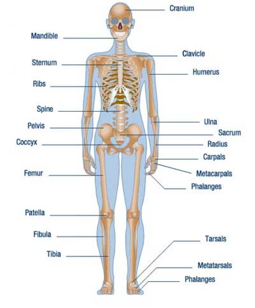 Human Body Parts Cliparts co