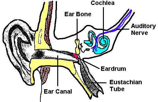 Parts Of The Ear Worksheet My Schoolhouse Online Learning Cliparts co