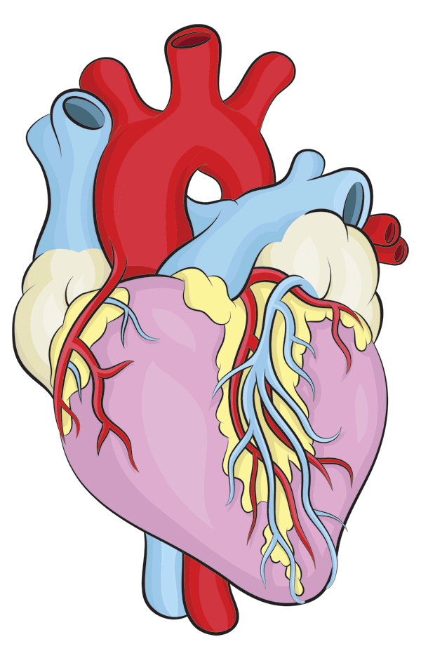 Real Heart Drawing Cliparts co