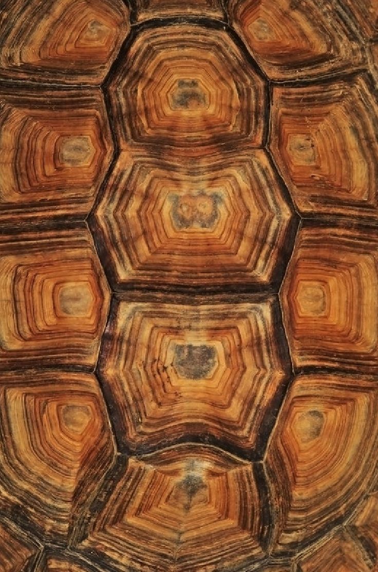 Turtle Shell Pattern Cliparts co
