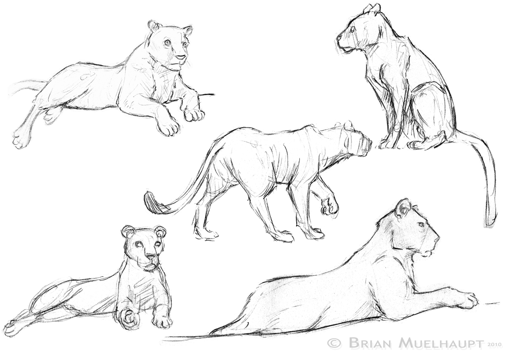 Animal Drawing For Kids | Free Coloring Pages - Cliparts.co