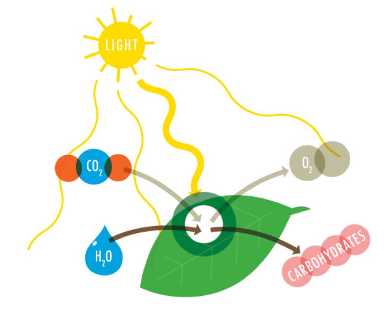 Photosynthesis Gif - Cliparts.co