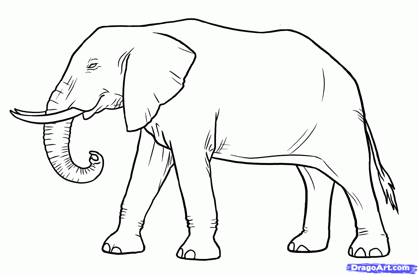 Elephant Line Drawing - Cliparts.co