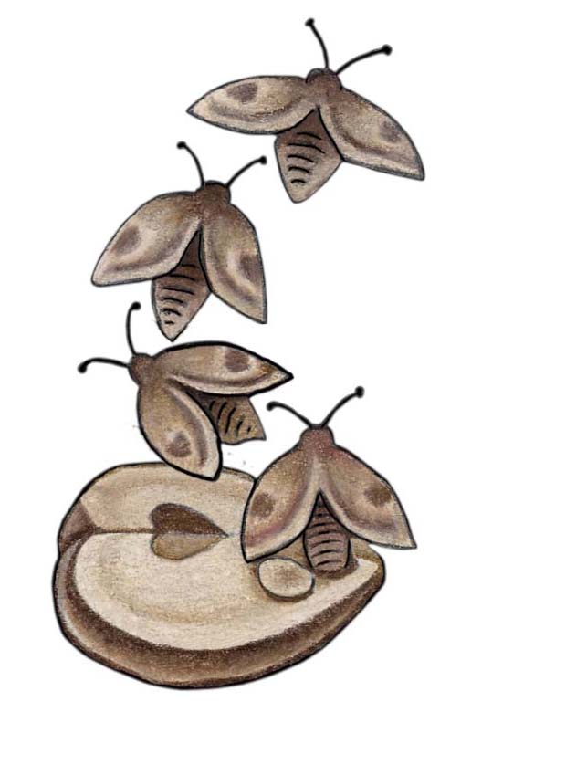 Mexican Jumping Bean Book Makes For Great Science Learning ...