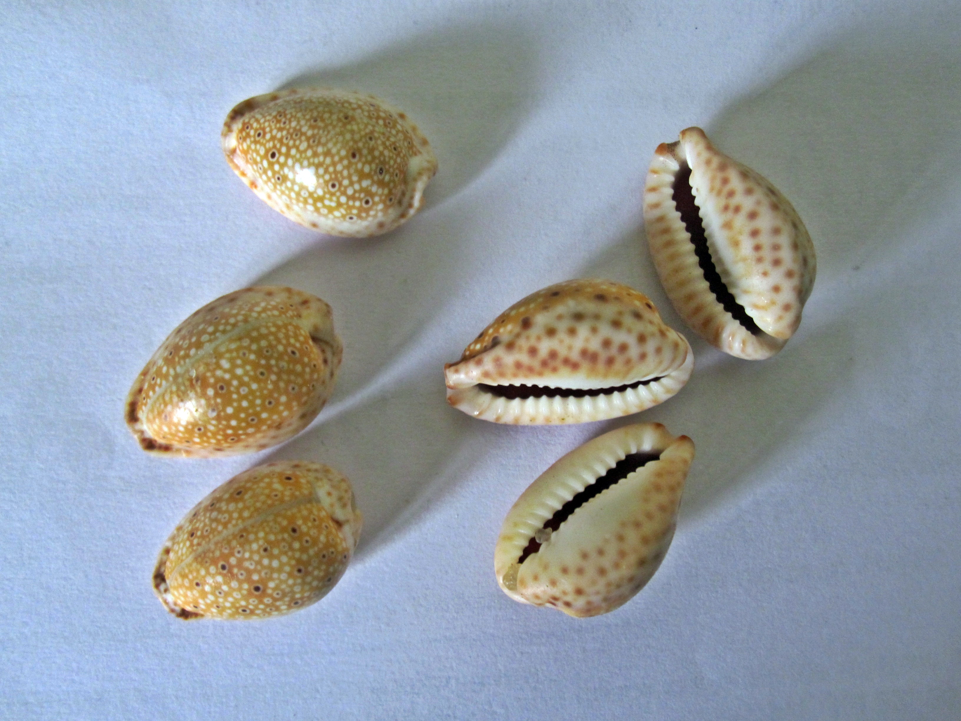 Cowry - Wikipedia, The Free Encyclopedia - Cliparts.co